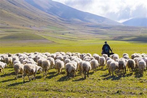 Read The Presence Point Blog Shepherding Is A Thing Of The Soul