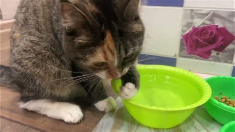 ВЫ КОГДА НИБУДЬ ТАКОЕ ВИДЕЛИ?😅 - YouTube