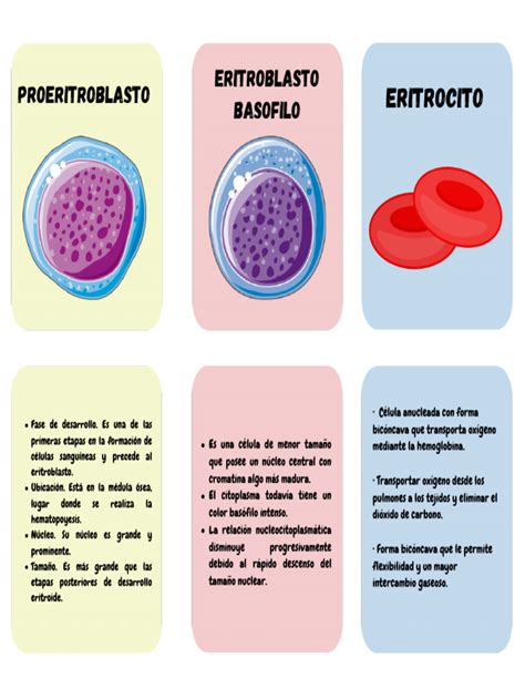 Eritroblasto Ortocromático Pdf Pdf Glóbulo Rojo Anatomía
