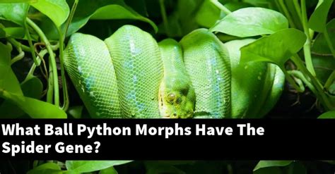 What Ball Python Morphs Have The Spider Gene My Reptile Blog