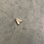 What Is This Fucking Bug R Whatsthisbug