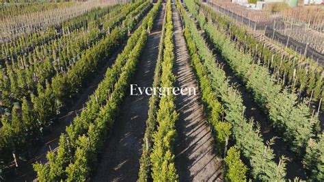 Eucalyptus Leucoxylon Euky Dwarf Evergreen Trees Direct