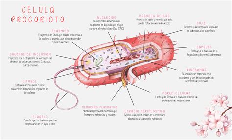 Partes De La Célula Procariota Con Sus Descripciones De Cada Parte