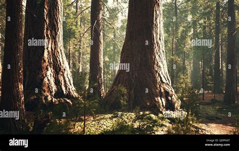 Giant Sequoias In The Giant Forest Grove In The Sequoia National Park