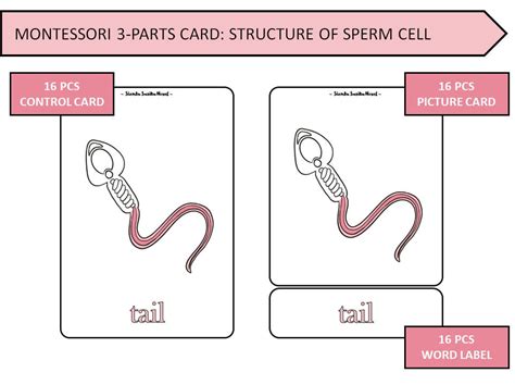 STRUCTURE Of SPERM CELL Montessori Parts Card And Pages Worksheet Sperm Cell Anatomy