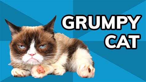 Meme History Grumpy Cat