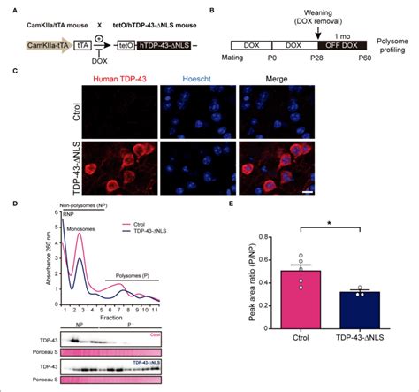 Transgenic Tdp 43 Nls Mice Have An Altered Polysome Profile In Brain