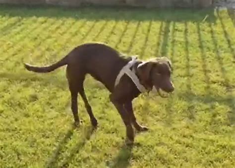 La Storia Di Nina Doc Monkey