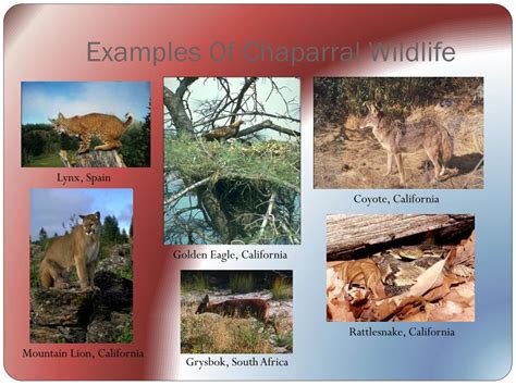 Ppt Chaparral Biome Powerpoint Presentation Free Download Id 2282686