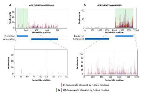De Novo Identification Of Actively Translated Open Reading Frames With Ribosome Profiling Data