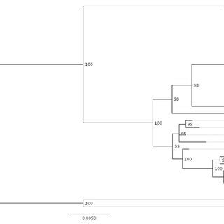 Bayesian Phylogenetic Tree Showing Relationships Among Representative Download Scientific