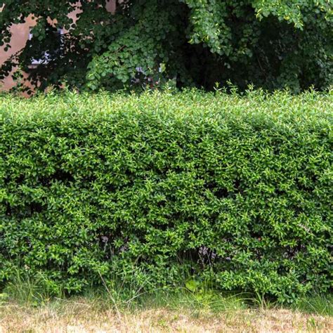 Privet Hedge Plants Live Shrub Bush For Privacy