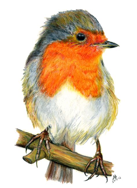 Drawings Of Robin Birds
