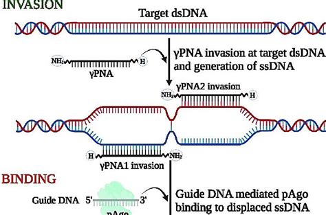 New Gene Editing Technique Offers Path To Precision Therapies