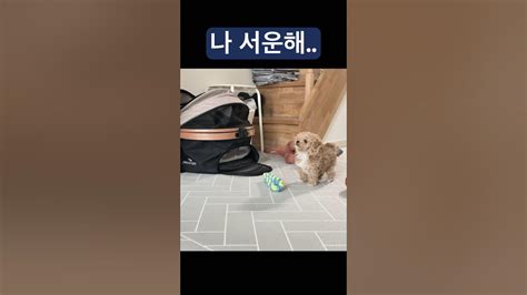 생후 8주된 강아지가 서운할때 짓는 표정ㅠ Shorts Youtube