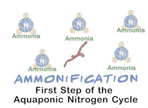 Nitrogen Cycle Animation Video