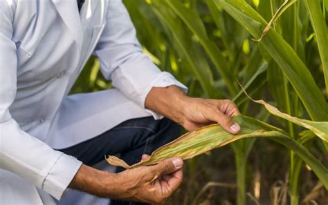 Early Detection Of Crop Disease And Nutritional Stresses Amrita