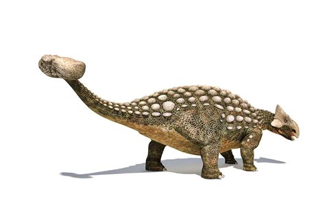 Fossilized Footsteps B School News