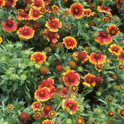 All You Wanted To Know About Gaillardia Flower Care