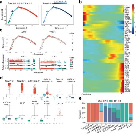 Trajectory Analysis Of Fibroblasts And Myofibroblasts In Human Colonic Download Scientific