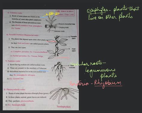 Host A Complete Parasites Ex Cuscuta Rafflesia Stem B Partial Parasite