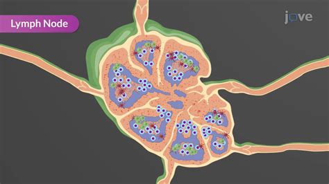 Structure Of Lymph Nodes Infoupdate Org