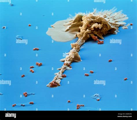 Macrophage Coloured Scanning Electron Micrograph Sem Of A Macrophage