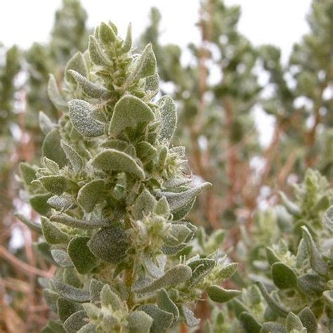 Shadscale Saltbush Seeds Atriplex Confertifolia 100seeds Etsy