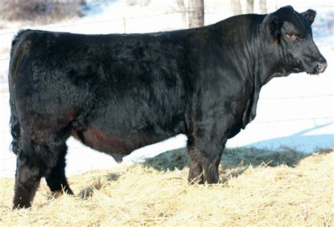Simmental Sires Yardley Cattle Company