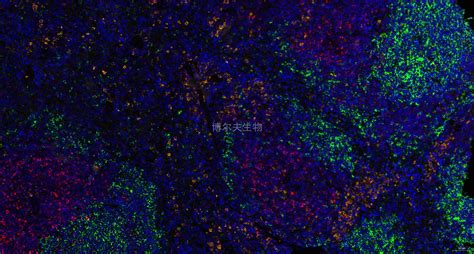 免疫荧光三标 武汉博尔夫生物科技有限公司 专注于生物医学研究和技术服务的企业