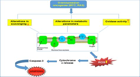Role Of Oxygen Free Radicals In Cancer Development And Treatment