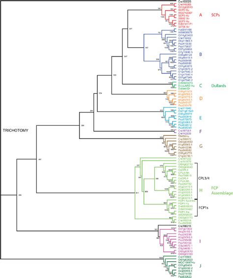 Phylogenetic Tree Of Fcp1 Like Sequence Relationships A Rectangular Download Scientific