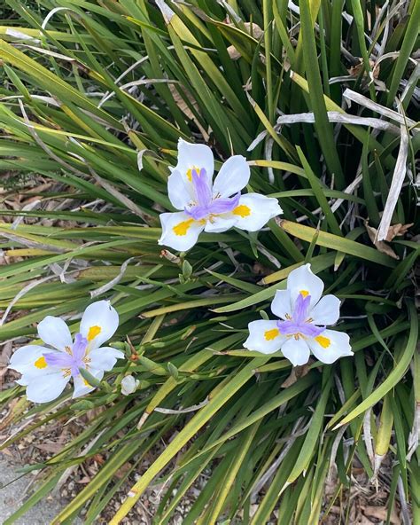 Íris Selgavem Grande Dietes Grandiflora