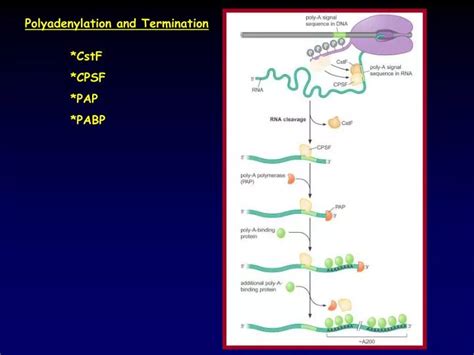 Ppt Polyadenylation And Termination Powerpoint Presentation Free Download Id 4558506