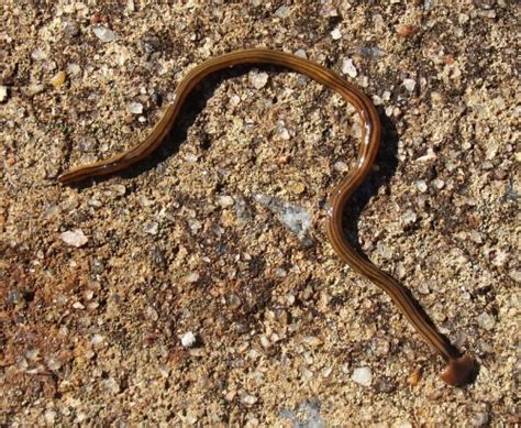 Be On The Lookout For An Invasive Species Of Worm In Kansas