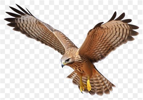 Hawk Flying Images Free Photos Png Stickers Wallpapers 5673384
