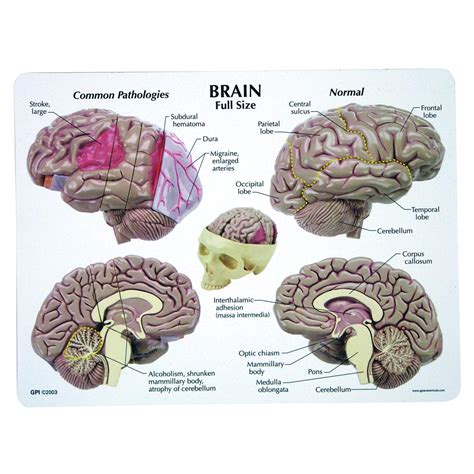 Brain Models For Psychology