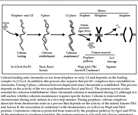 Figure 2 From Sister Chromatid Cohesion And Aneuploidy Semantic Scholar