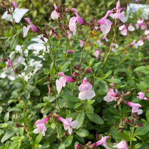 Salvia Greggii Rose Pink