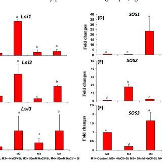 The Relative Expression Level Of The Lsi And SOS Related Genes A Download Scientific Diagram
