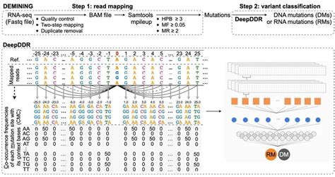 new deep learning framework ‘demining distinguishes dna and rna