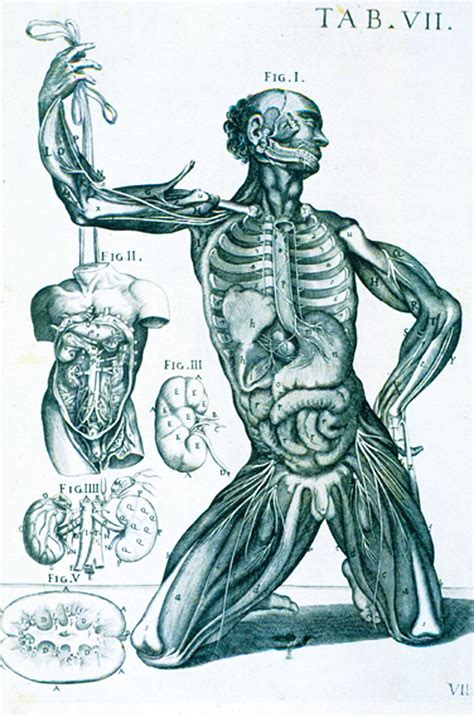 Entrails Heart Brain Limbs And Lymphatics—a Recipe For Success
