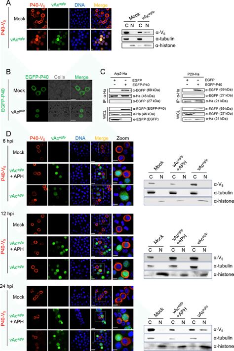 P40 Subcellular Distribution In Acmnpv Infected Cells A Subcellular Download Scientific