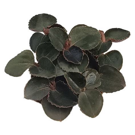 Pinnacle Plants International