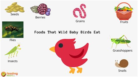 How Much Does A Bird Eat In A Day At Ashley Smalley Blog