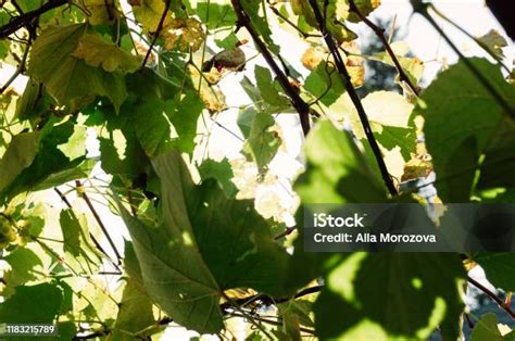 햇빛에 녹색 포도 잎 자연 배경 와인이나 주스 가을 프랑스를 만들기위한 포도원 디자인용 템플릿입니다 공간을 복사합니다 0명에 대한 스톡 사진 및 기타 이미지 Istock