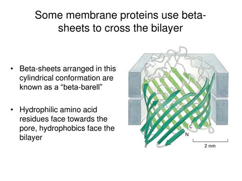 Ppt 012010 Lecture 4 Cellular Building Blocks Lipids And Membranes Powerpoint Presentation