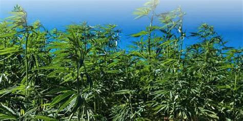 Hemp Testing Solutions Shimadzu France