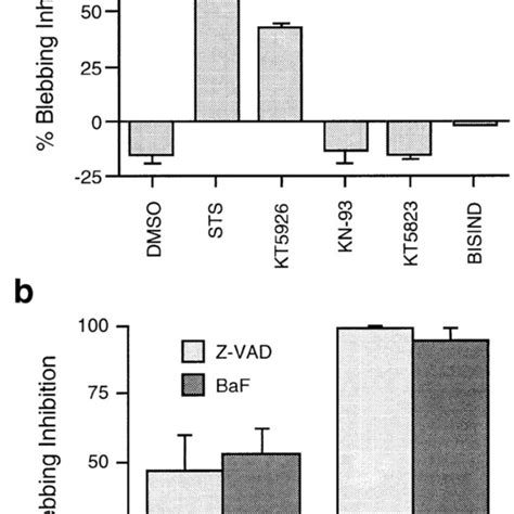 Dynamic Membrane Blebbing Is Present In Cells Treated With Z Vad Fmk Download Scientific