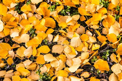 Hojas Del Abedul Imagen De Archivo Imagen De Modelo 34505751